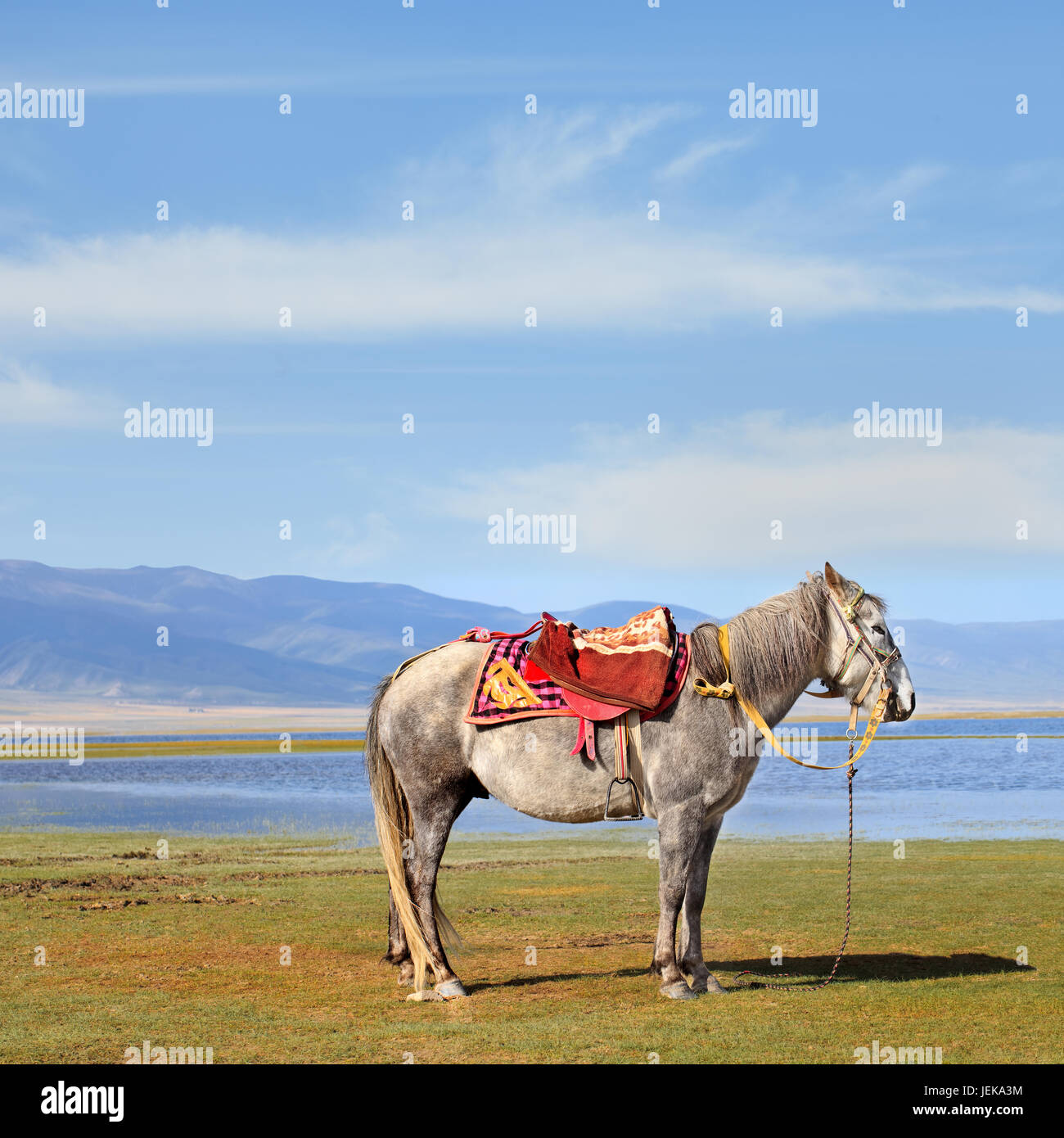 Tibetan Horse at 3200 meter altitude Qinghai Lake, Qinghai province ...