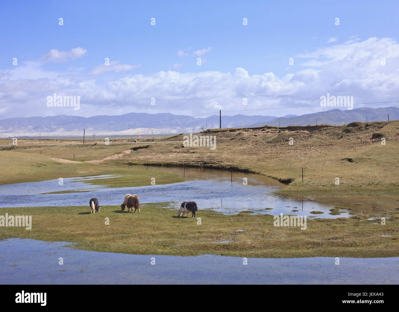Grazing Yaks in the vast wetlands of Qinghai, China Stock Photo - Alamy