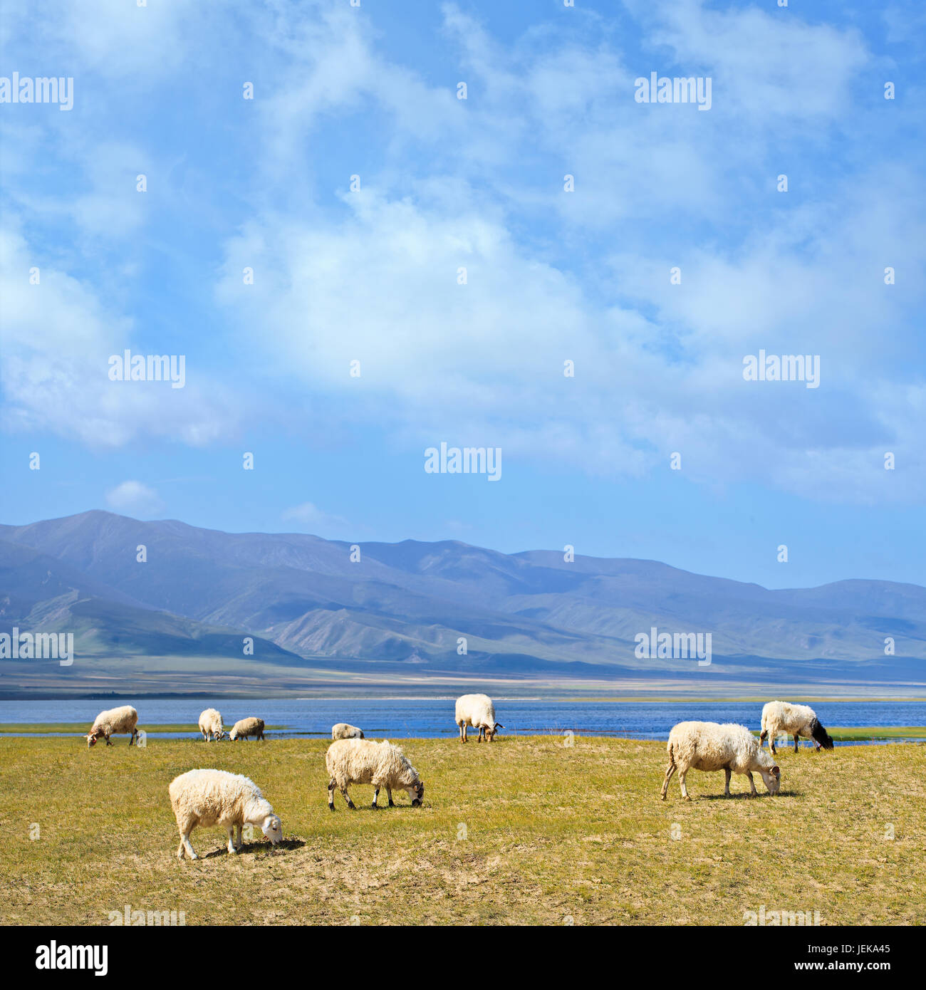 Grazing sheep at 3200 meter altitude Qinghai Lake, Qinghai province ...