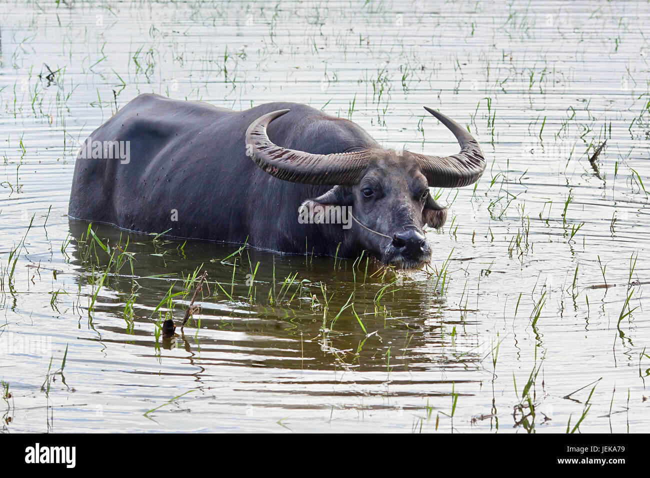 Black water buffalo in a pond, in Yunnan Province, China Stock Photo ...