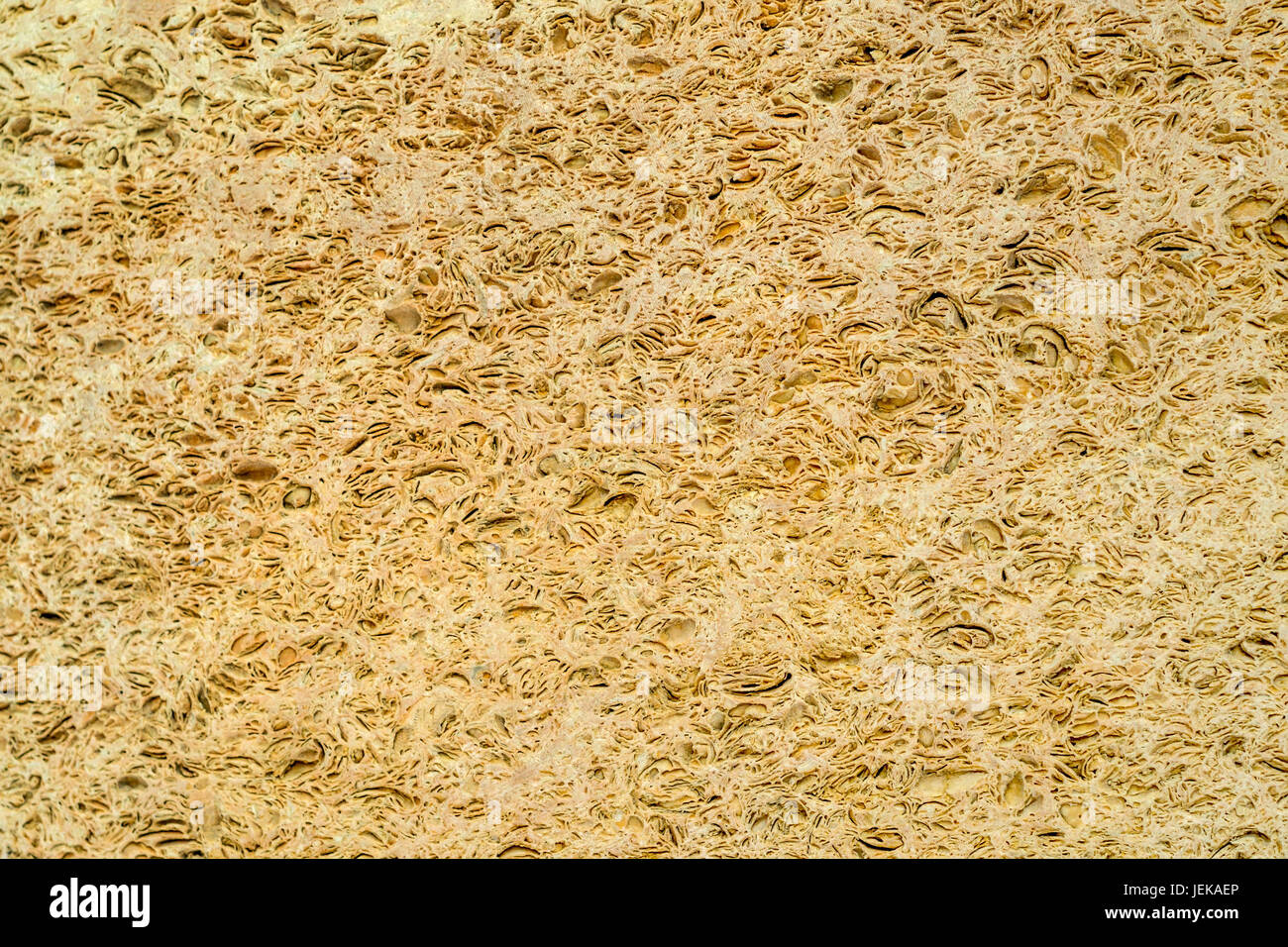 Shell sandstone texture Stock Photo - Alamy