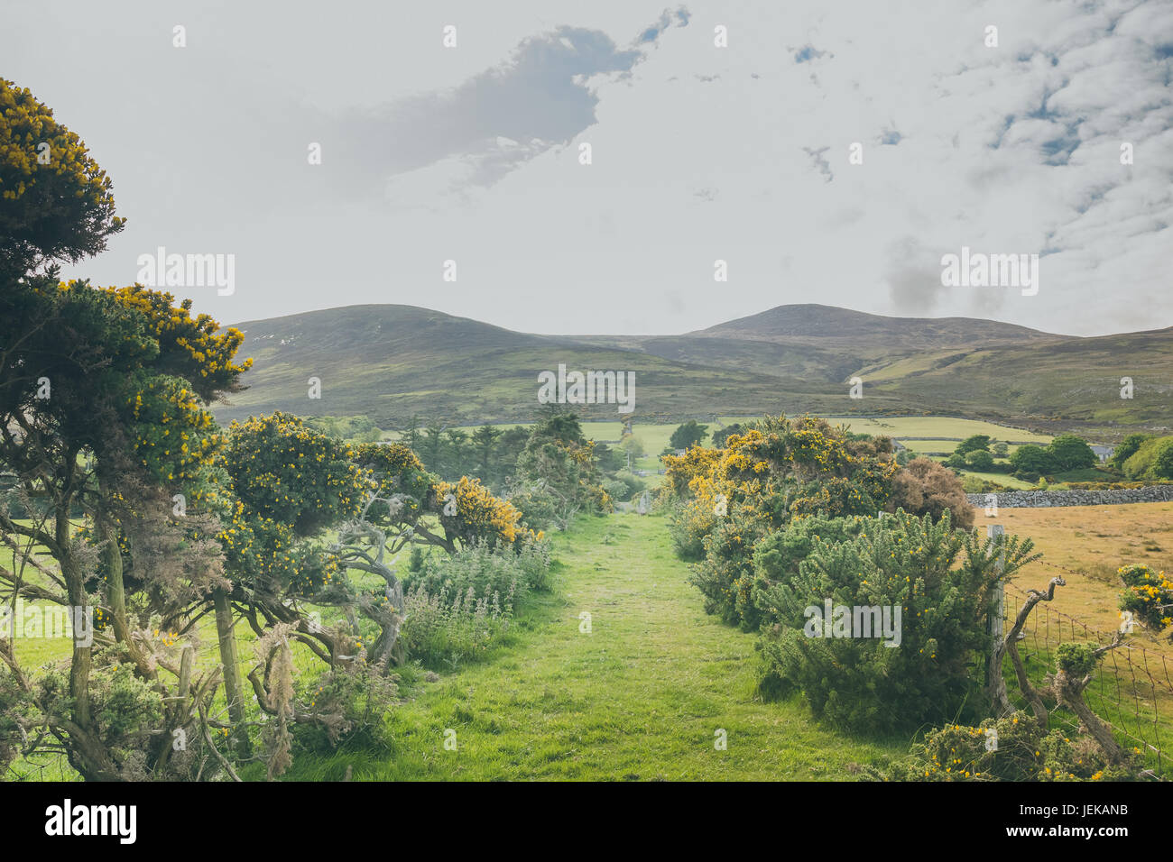 a beautiful Irish countryside alongside a farm Stock Photo - Alamy
