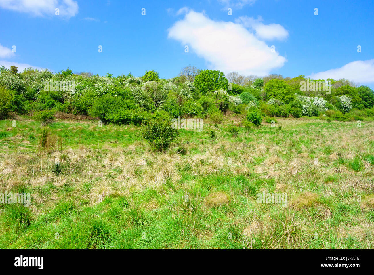 Ancient wood pastures hi-res stock photography and images - Alamy