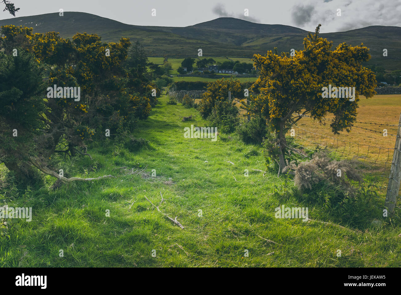 a beautiful Irish countryside alongside a farm Stock Photo - Alamy
