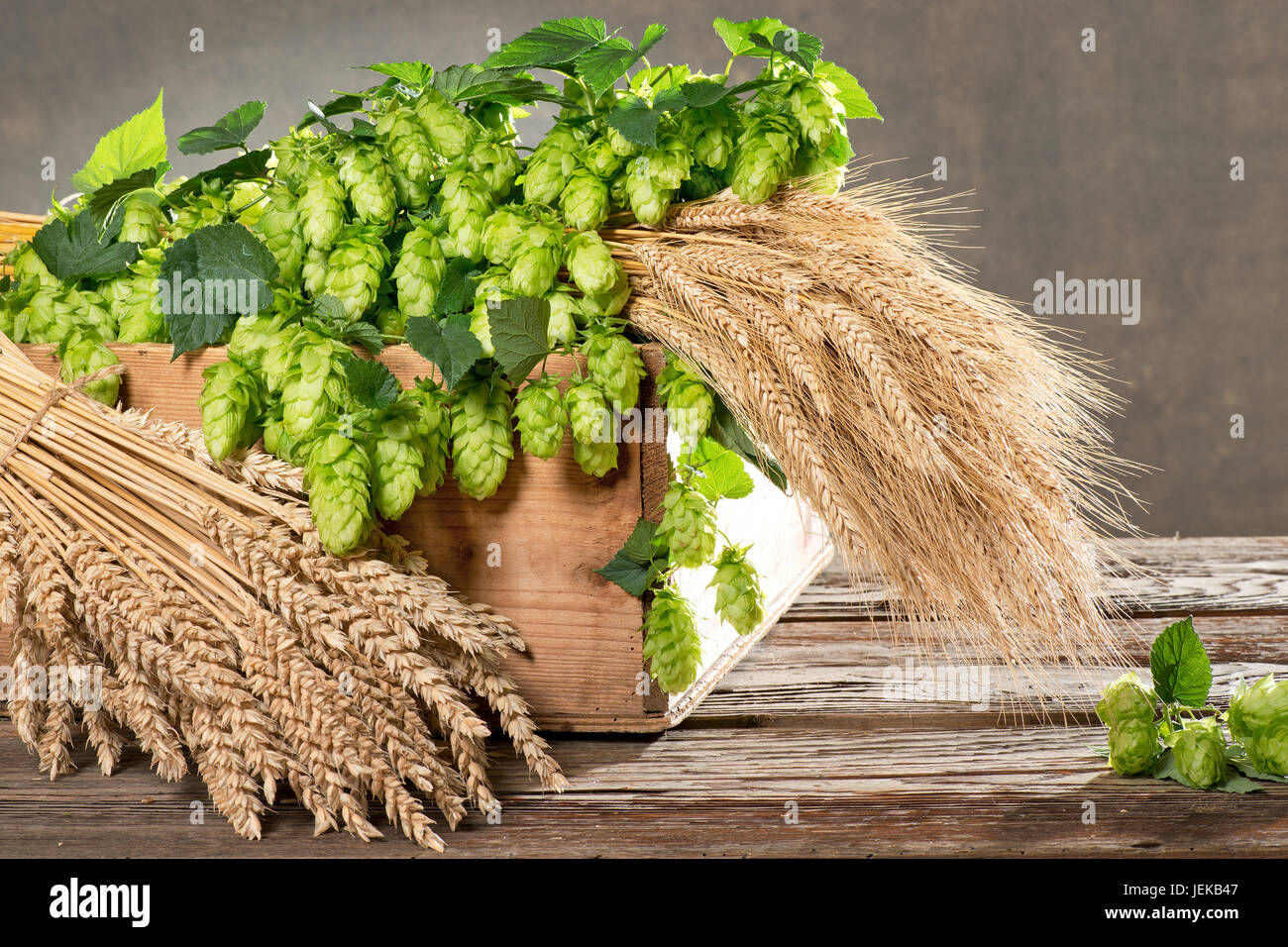 Hop cones sheaf barley hi-res stock photography and images - Alamy