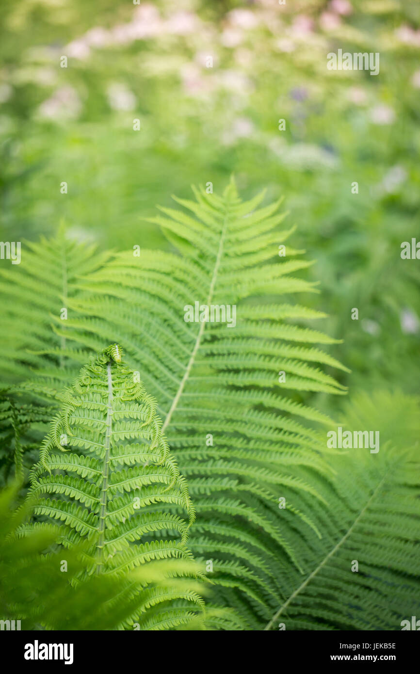 Green fern leaves on Midsummer in forest: Latvian nature during Ligo ...