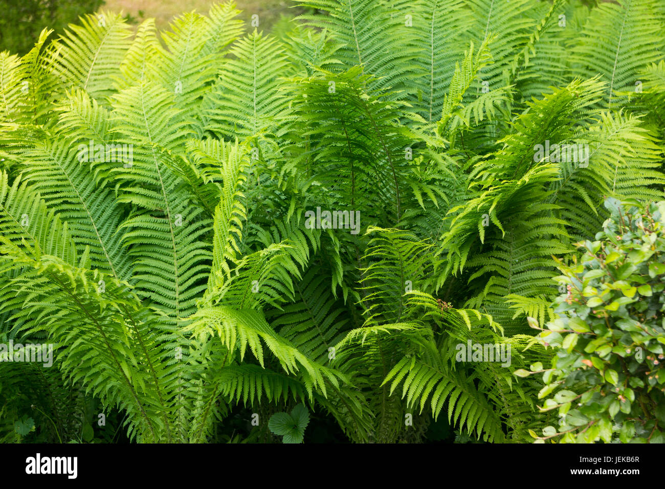 Green fern leaves on Midsummer in forest: Latvian nature during Ligo ...