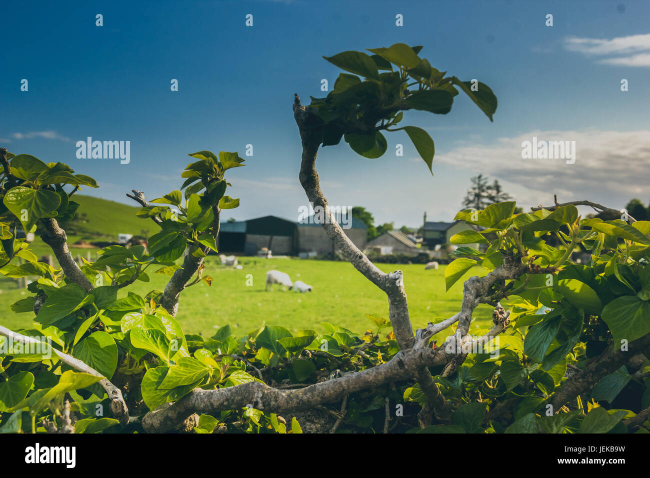a bright sunny day with deep blue sky at an irish countryside Stock ...
