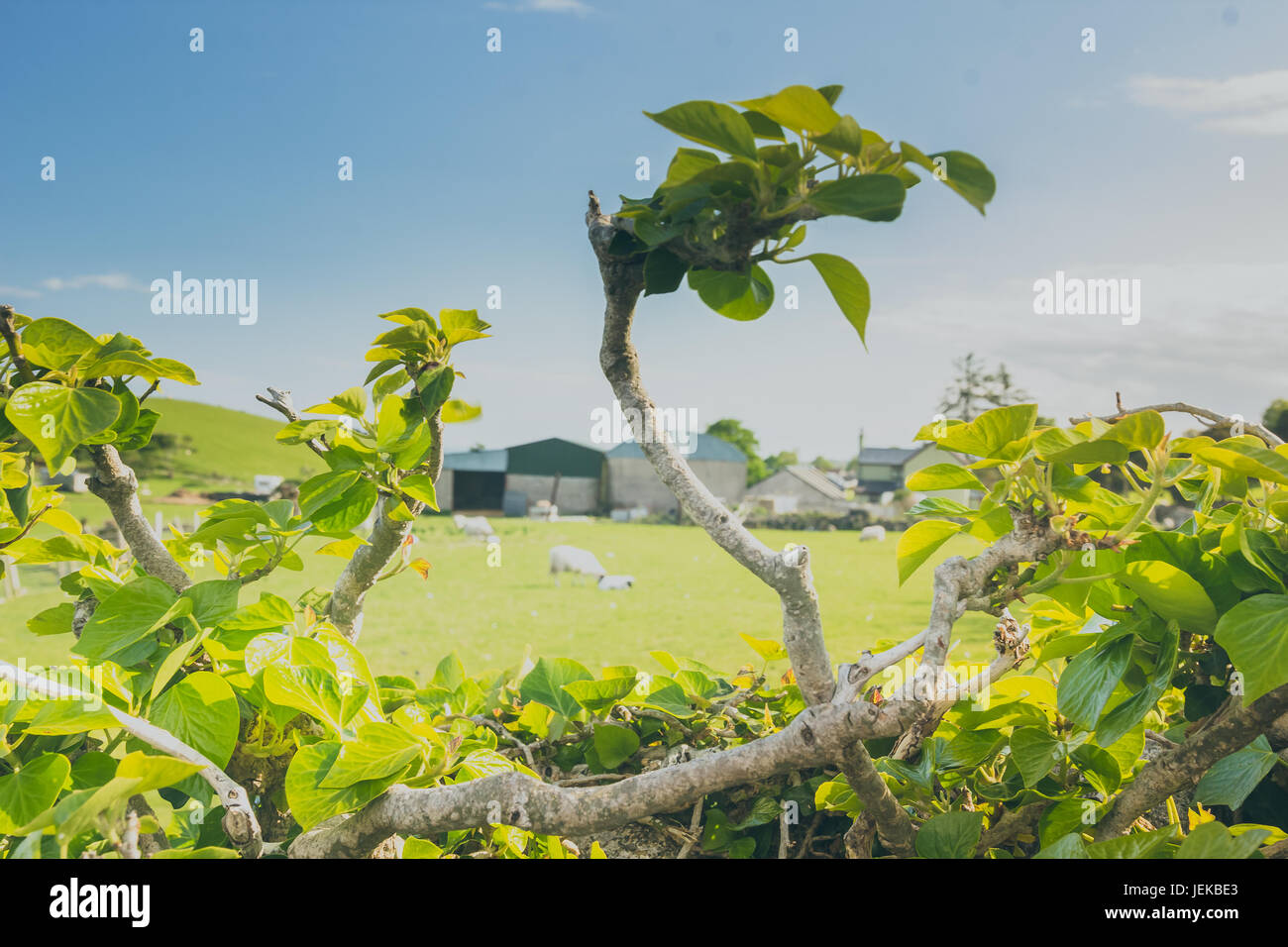 a bright sunny day with deep blue sky at an irish countryside Stock ...