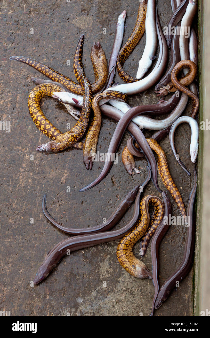 Freshly caught eels, Essaouira Fishing Port, Morocco Stock Photo - Alamy