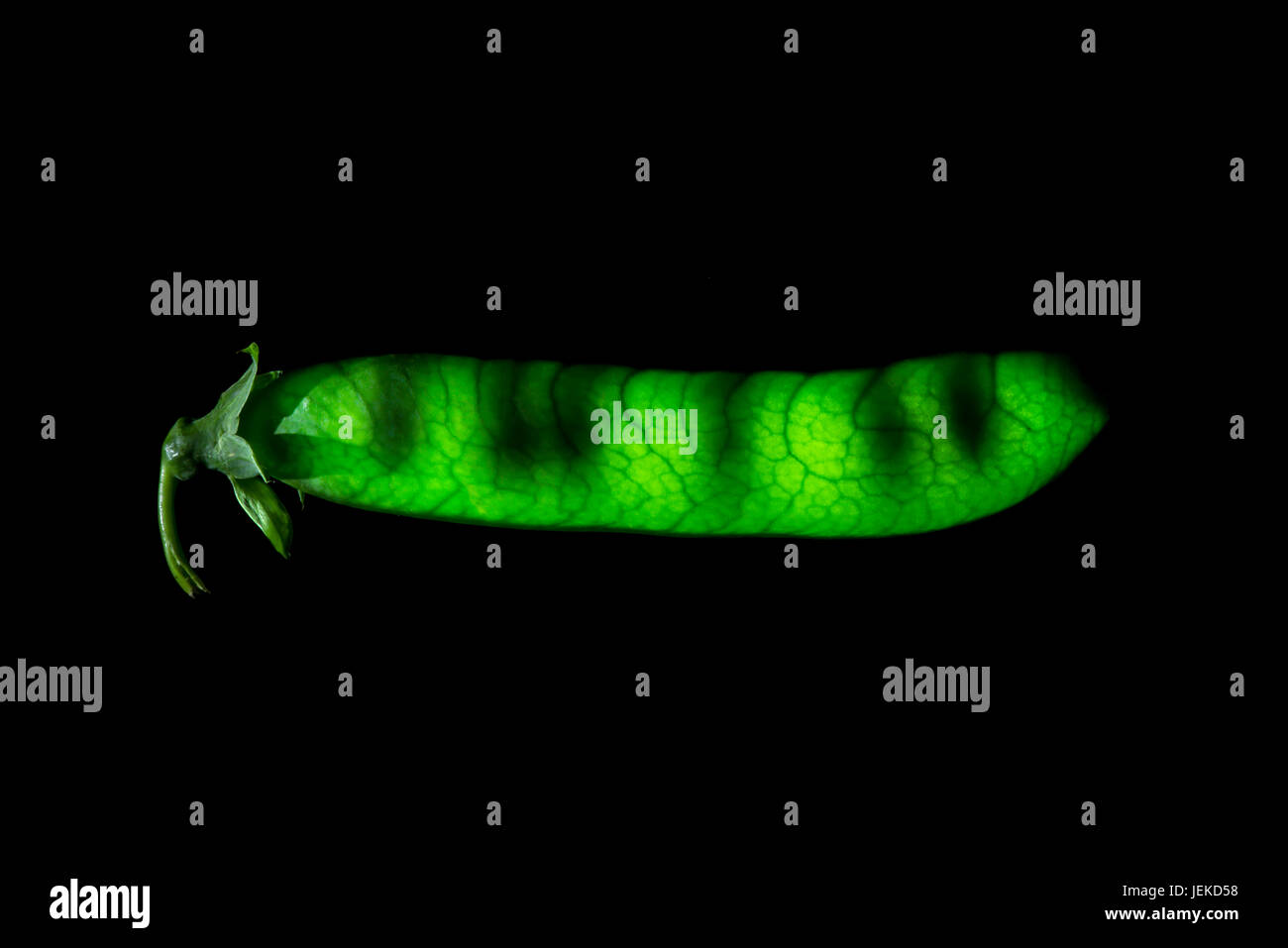 Pea pod hi-res stock photography and images - Alamy