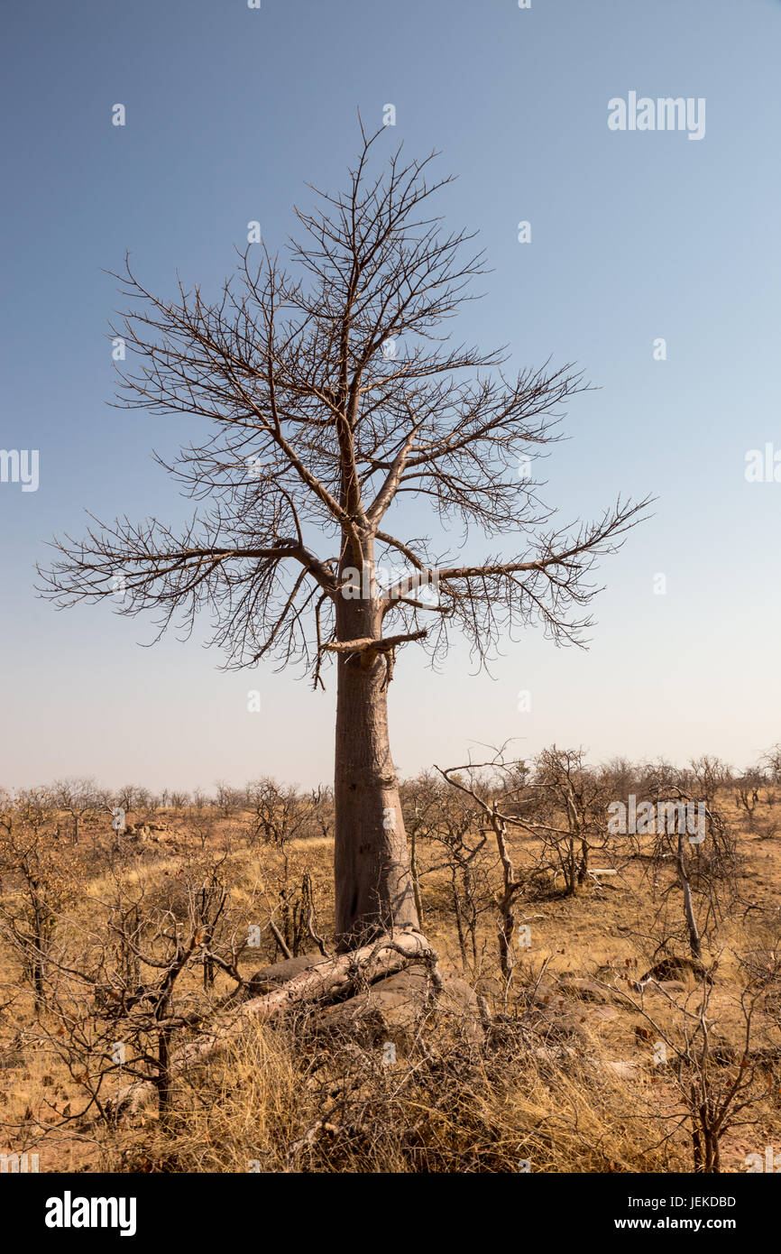 Dead tree in desert hi-res stock photography and images - Alamy