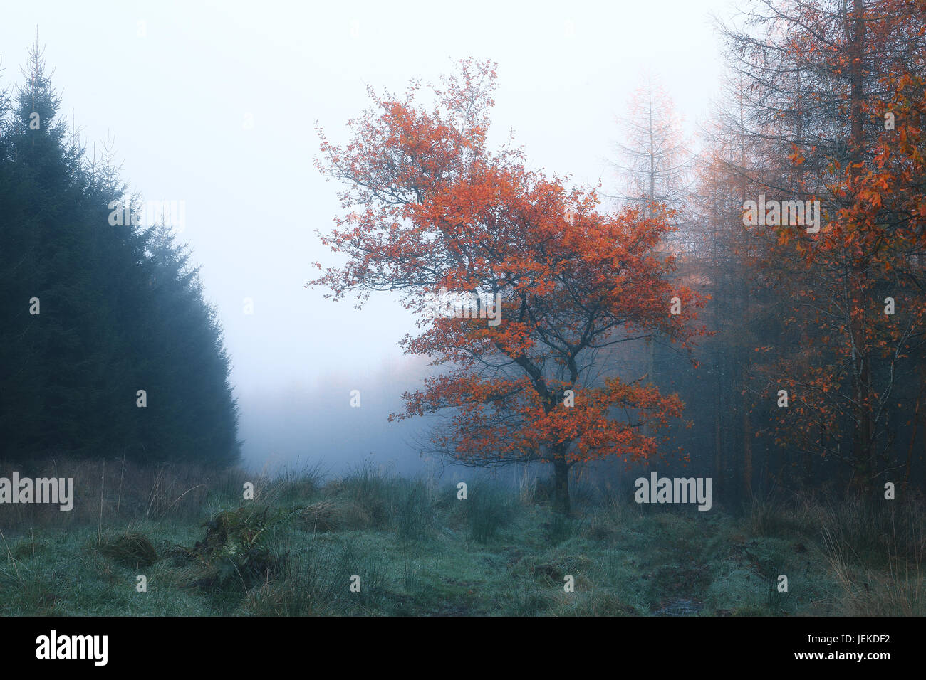 Foggy park landscape, Cootehill, Ireland Stock Photo - Alamy