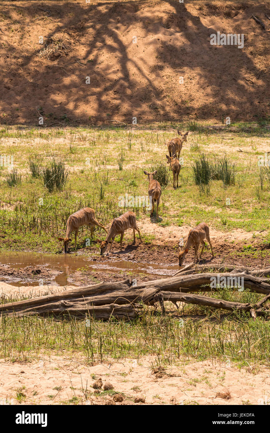 Bushbucks Drinking at River in Savannah of South Africa, Kruger Park ...
