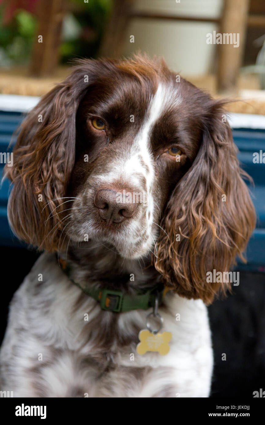 Long ears dog hi-res stock photography and images - Alamy