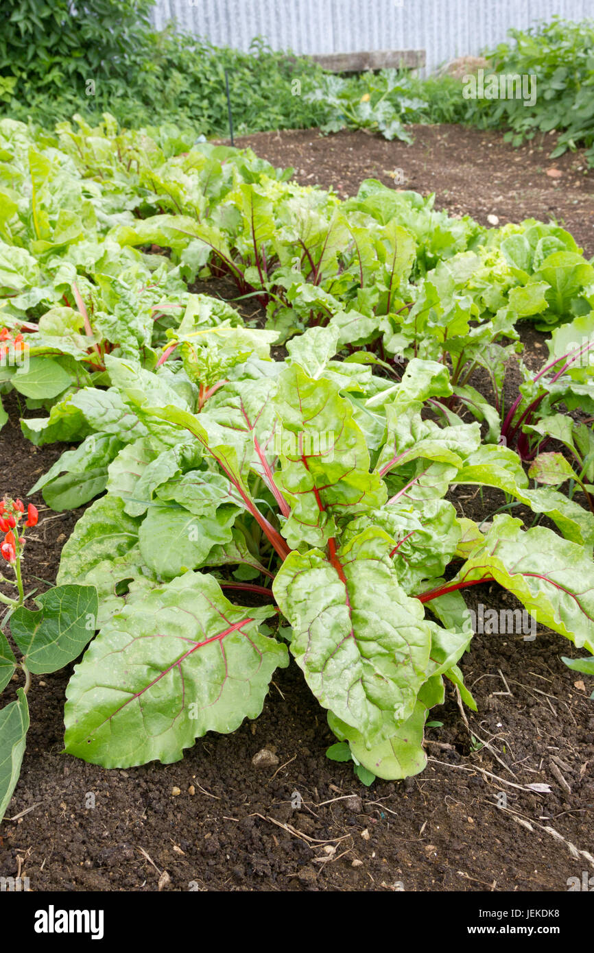 Red beet leaf hi-res stock photography and images - Alamy