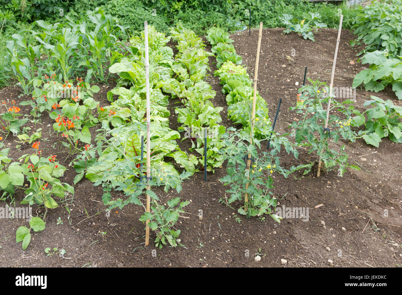 Vegatable Stock Photos & Vegatable Stock Images - Alamy