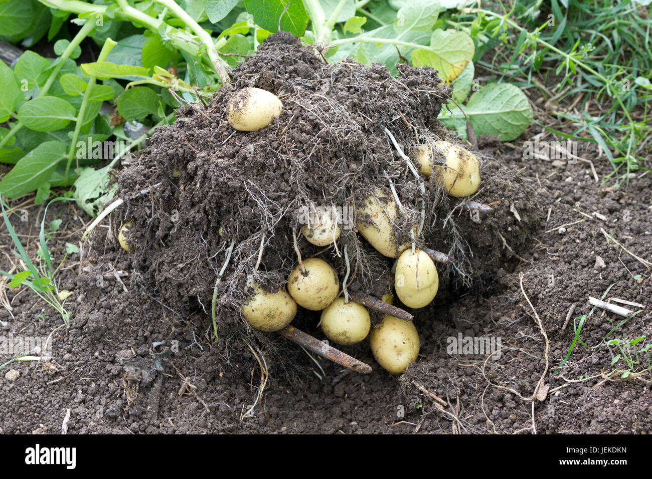 Lady Christl Poptatoes Stock Photo - Alamy