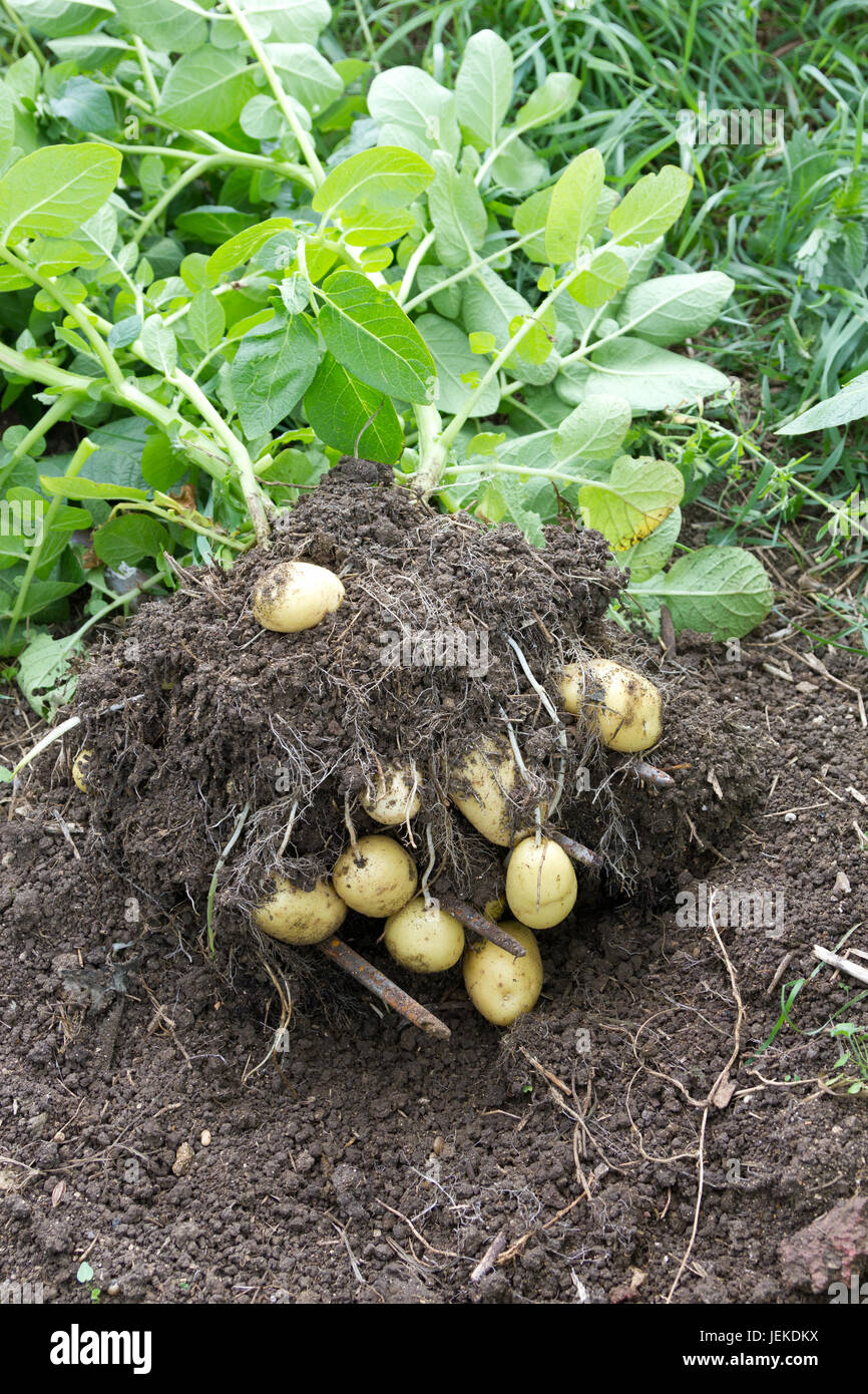 Christl hi-res stock photography and images - Alamy