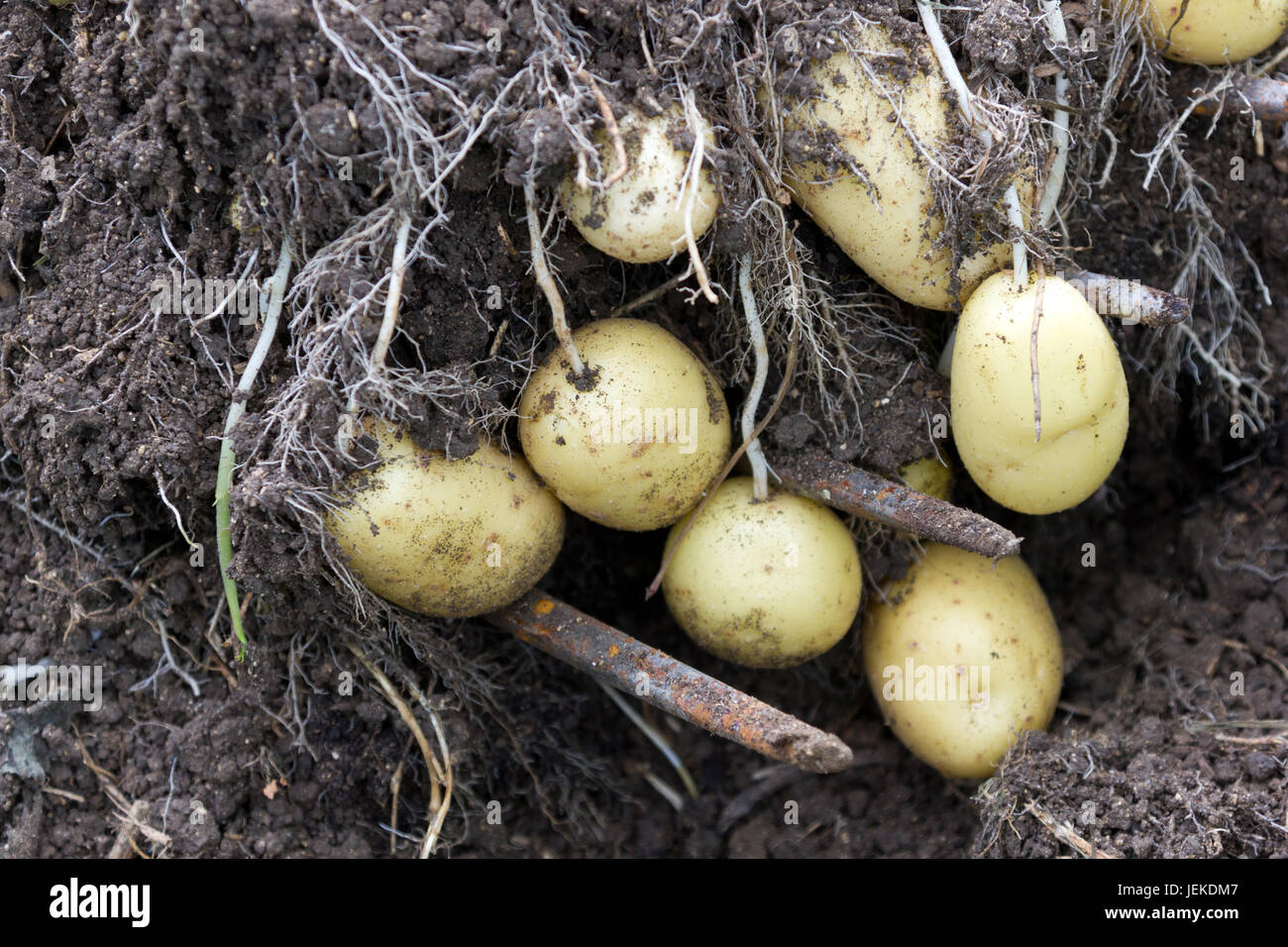 Christl hi-res stock photography and images - Alamy