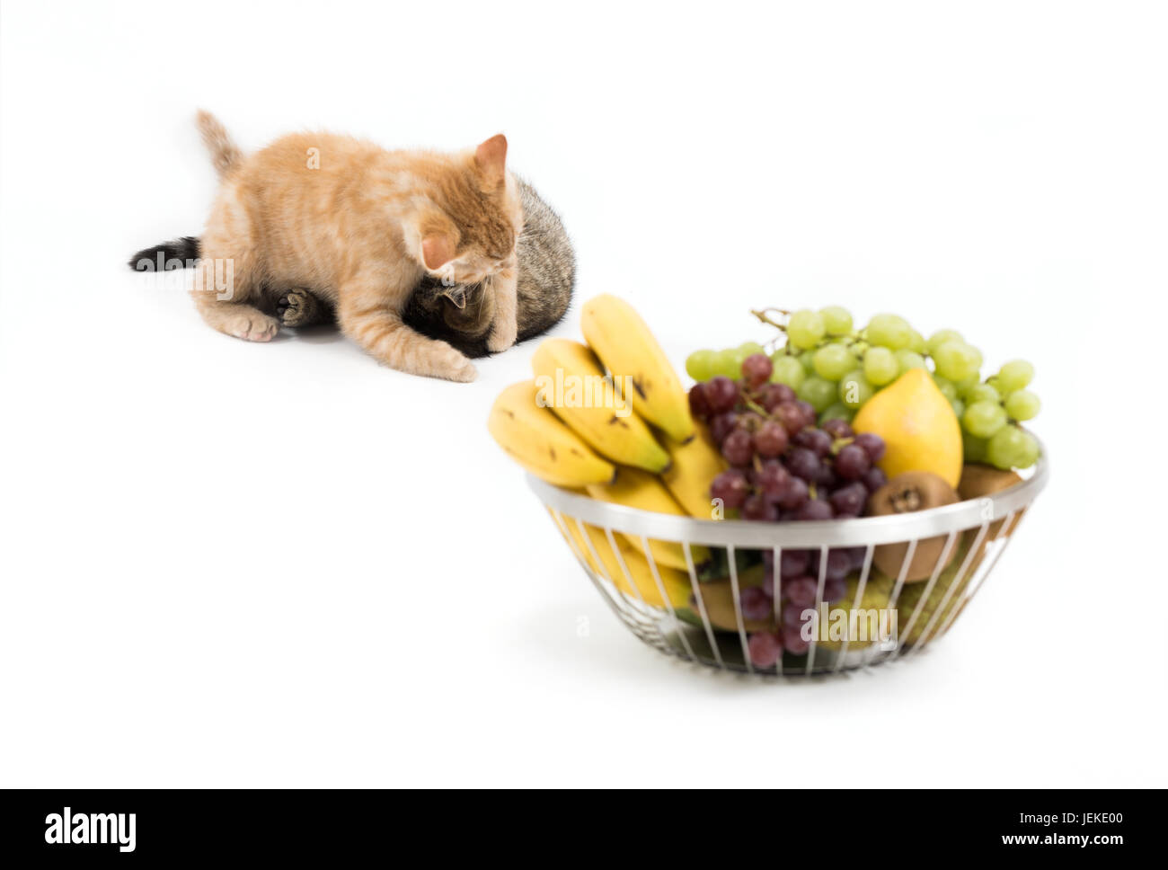 Kitten with fruit hi-res stock photography and images - Alamy