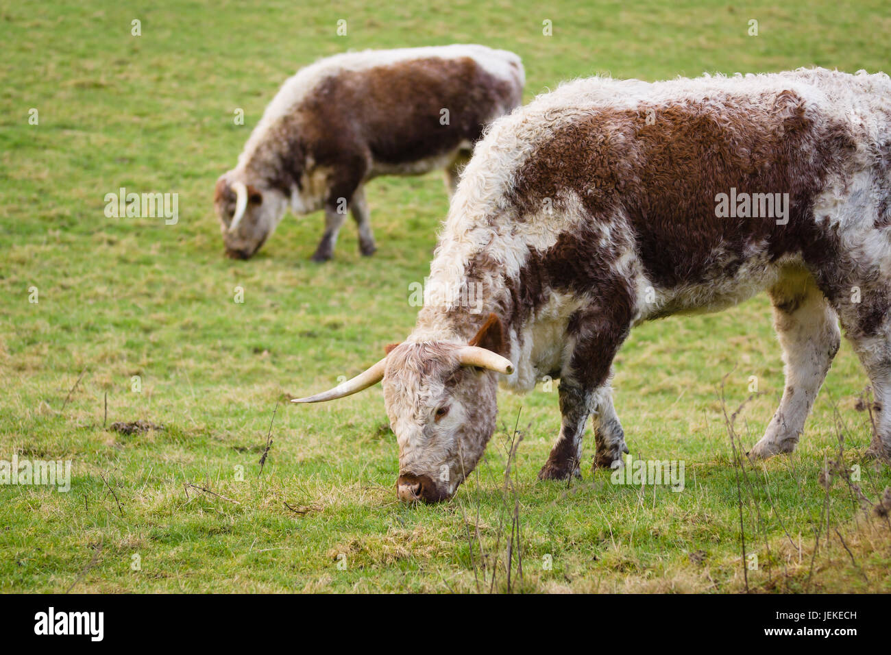 English Longhorn cattle an old and now rare British breed that almost ...