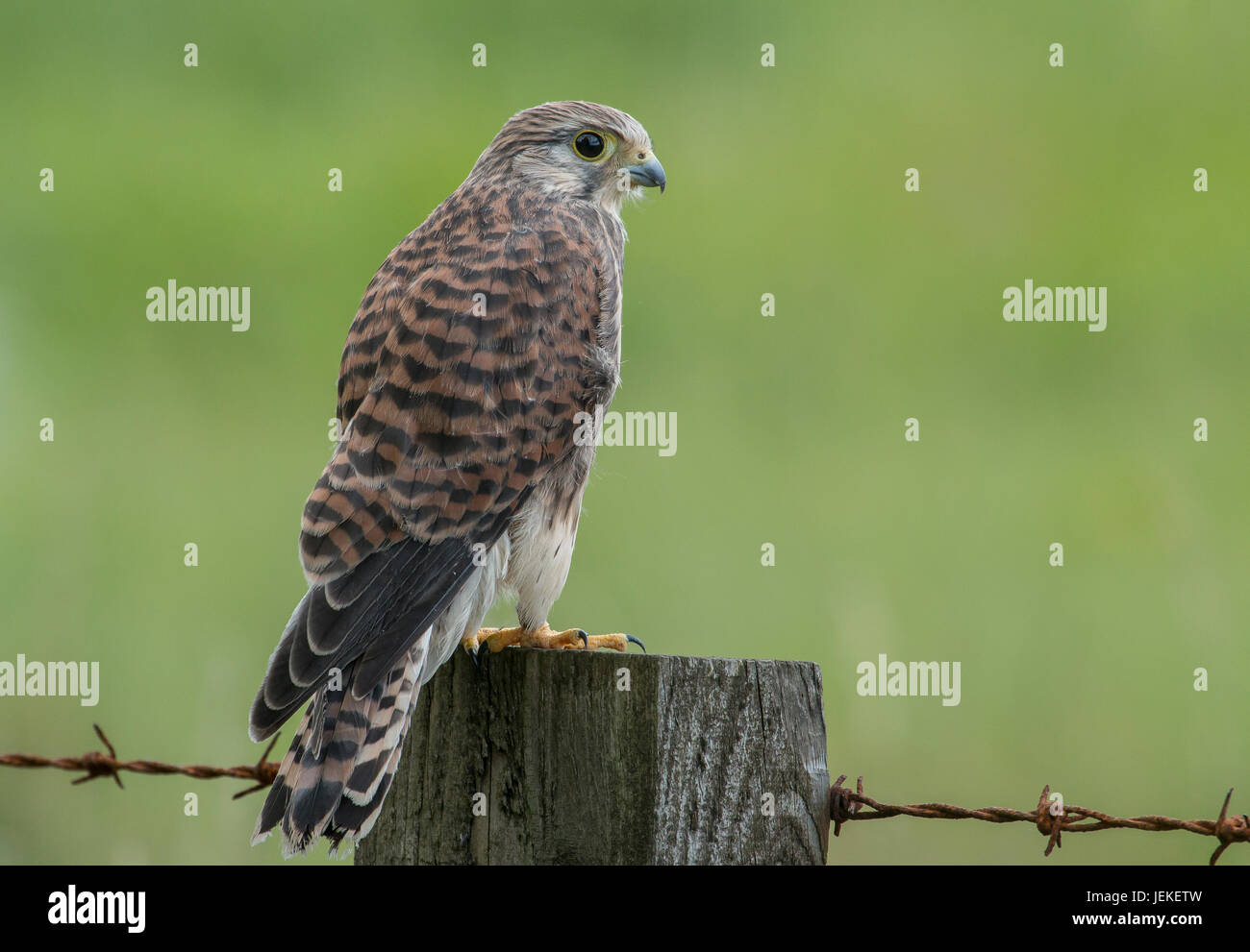 Kestrel pose hi-res stock photography and images - Alamy
