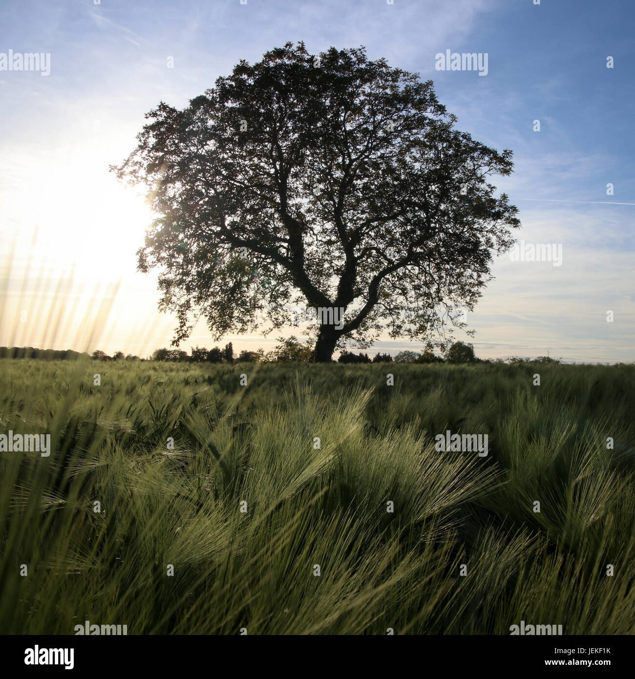 Walnut tree france hi-res stock photography and images - Alamy