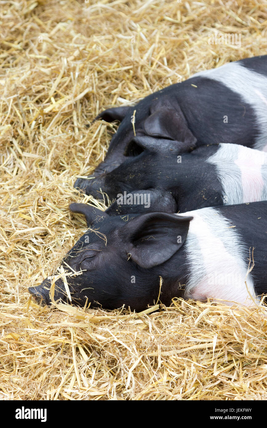 Three young British Saddleback pigs Stock Photo - Alamy