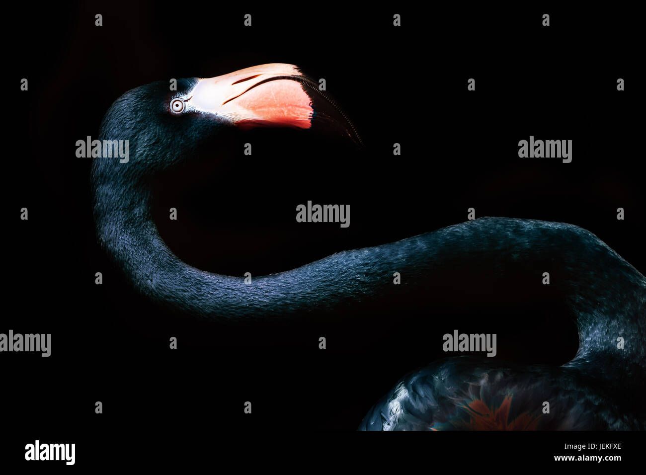 Portrait of a black flamingo Stock Photo - Alamy