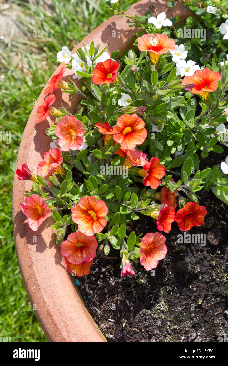 Calibrachoa hi-res stock photography and images - Alamy