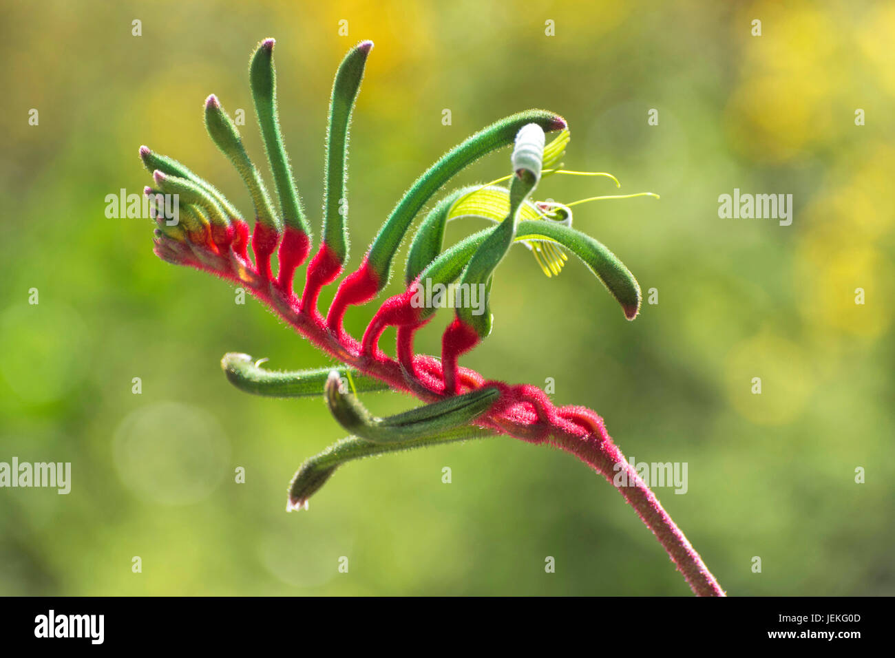 Kangaroo paw hi-res stock photography and images - Alamy