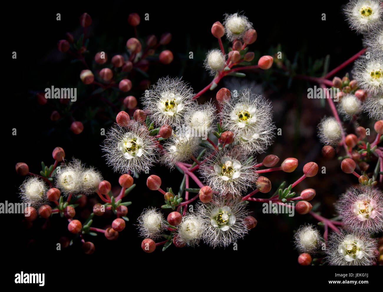 Featherflower hi-res stock photography and images - Alamy