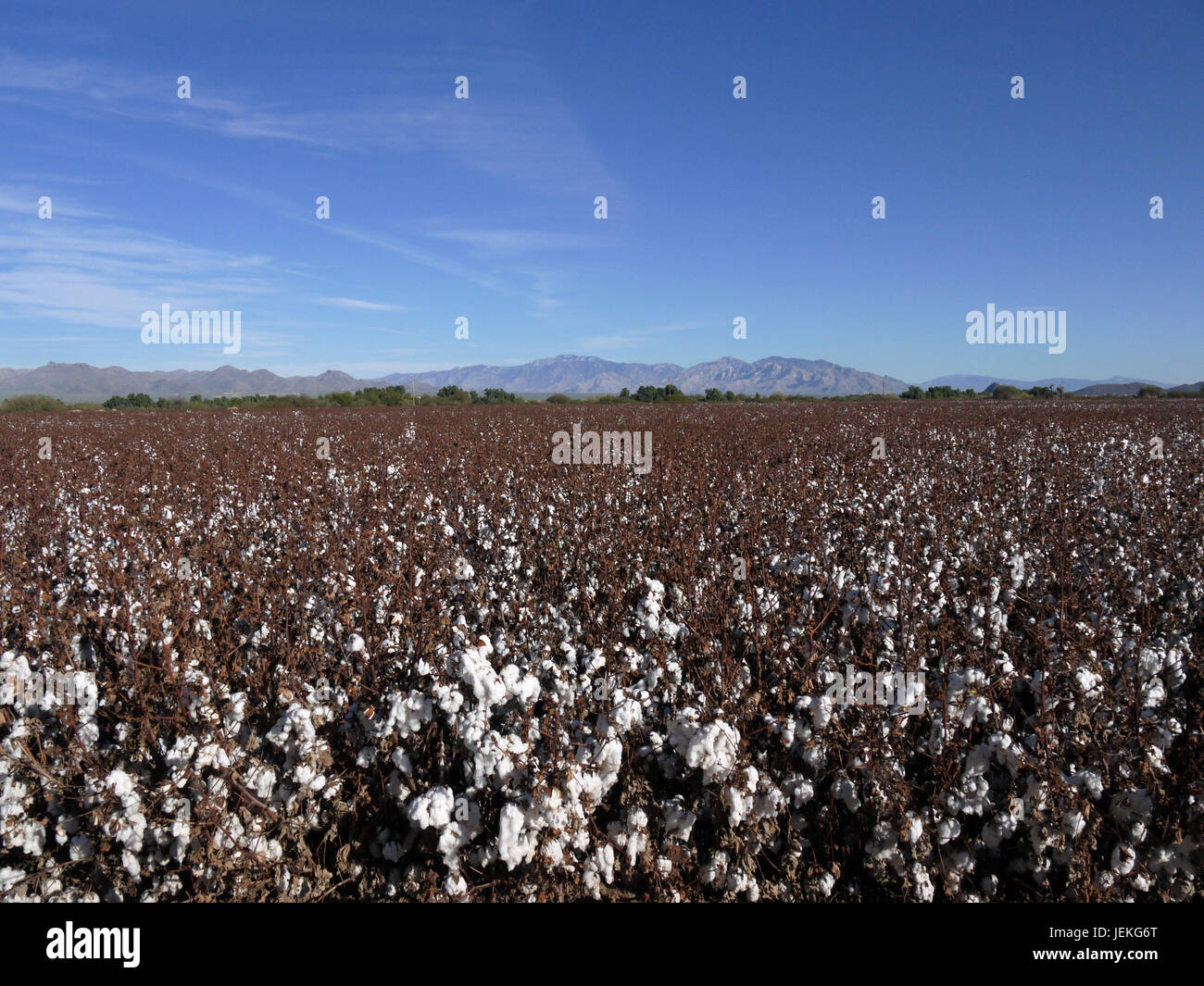 Cotton america hi-res stock photography and images - Alamy