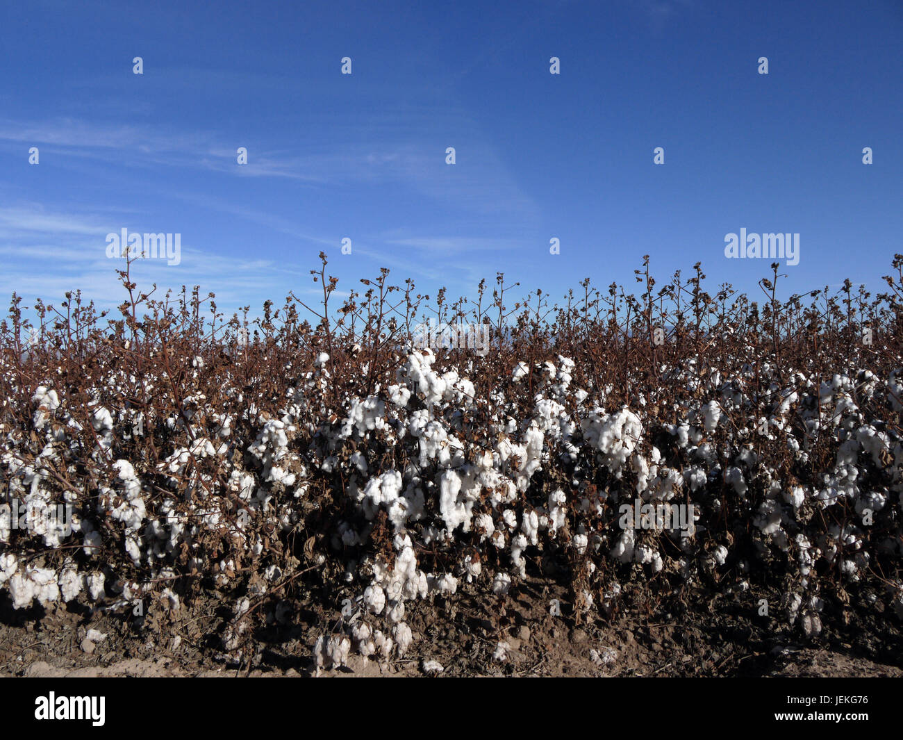 Cotton field in tucson hi-res stock photography and images - Alamy