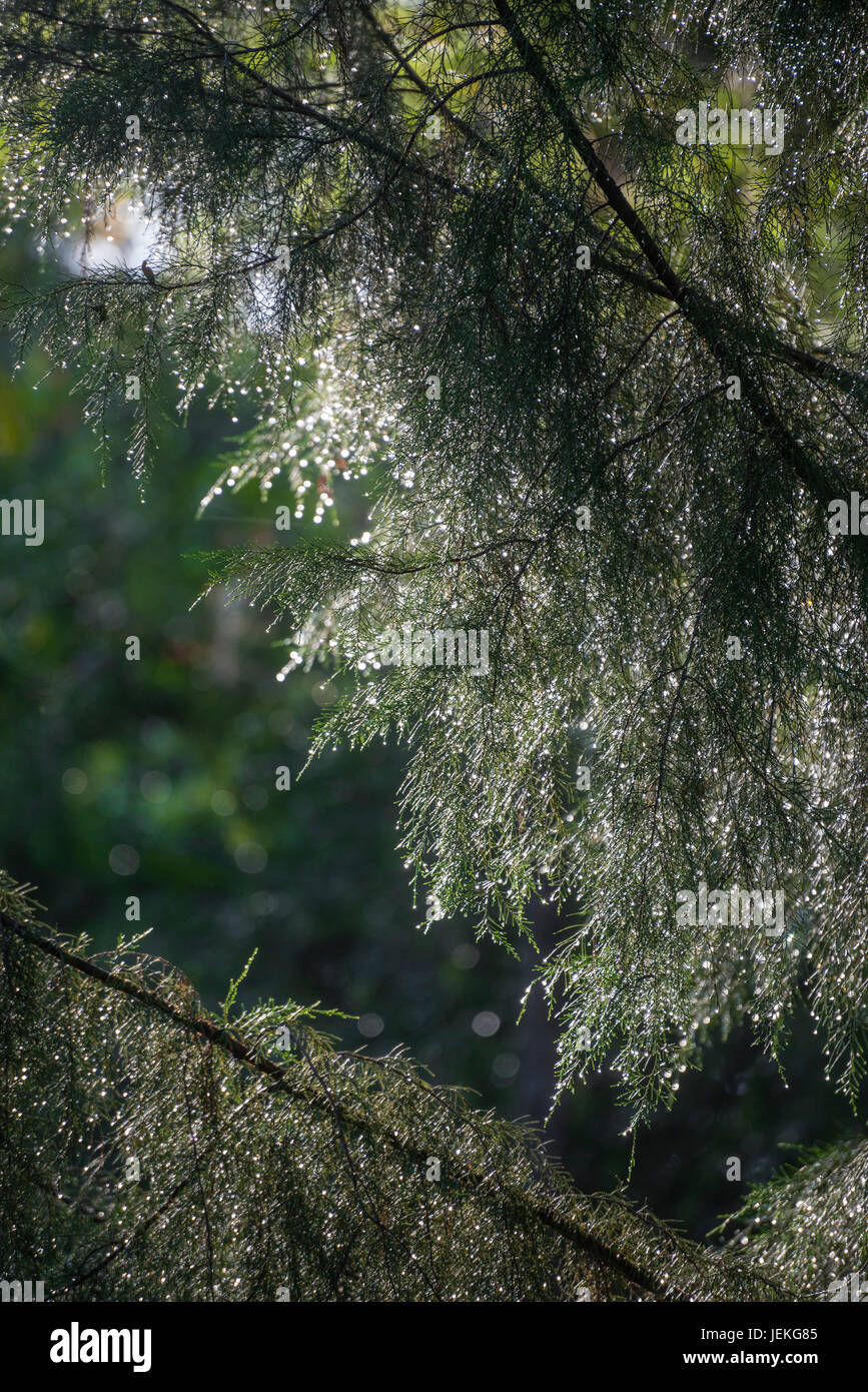 Rain Drops on a cedar tree backlit by late afternoon sun Stock Photo ...