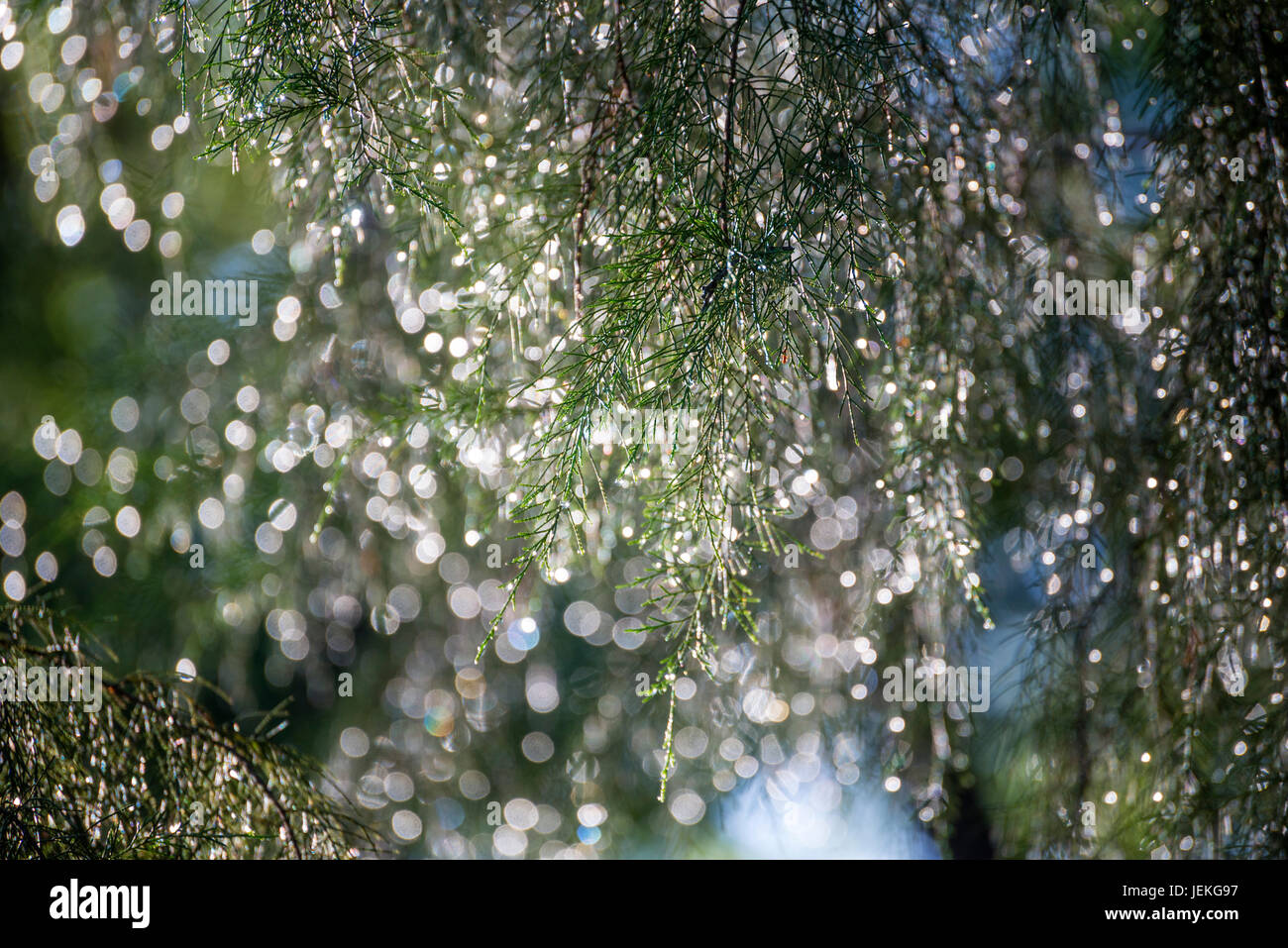 Rain drops on the tree hi-res stock photography and images - Alamy