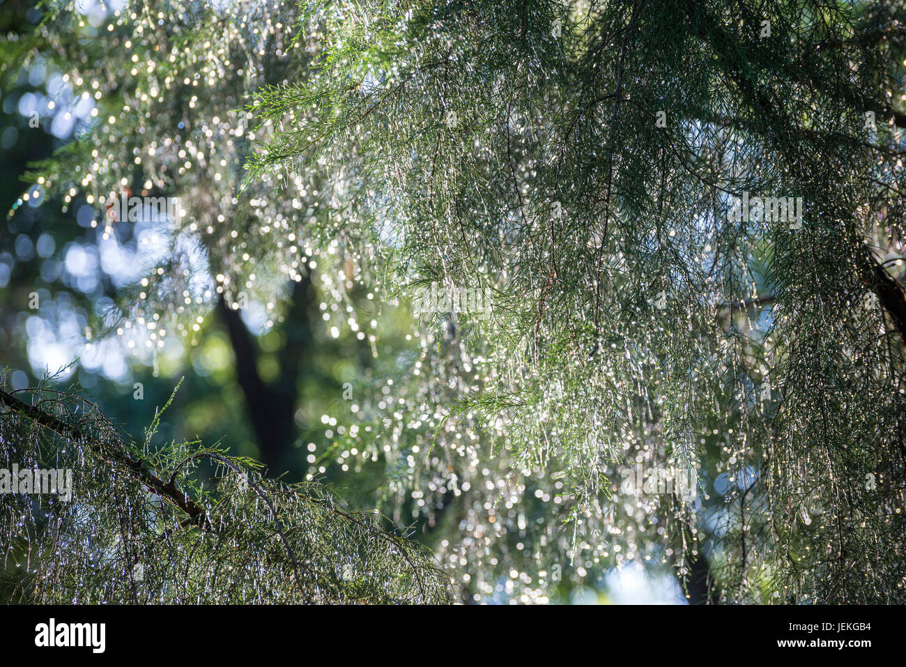 Rain Drops on a cedar tree backlit by late afternoon sun Stock Photo ...