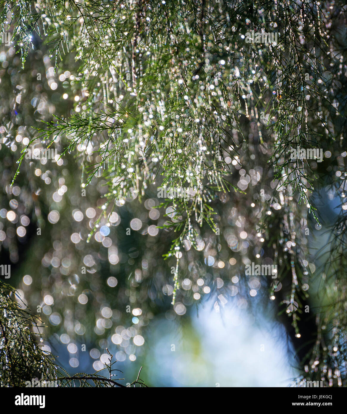 Sunlight backlit hi-res stock photography and images - Alamy