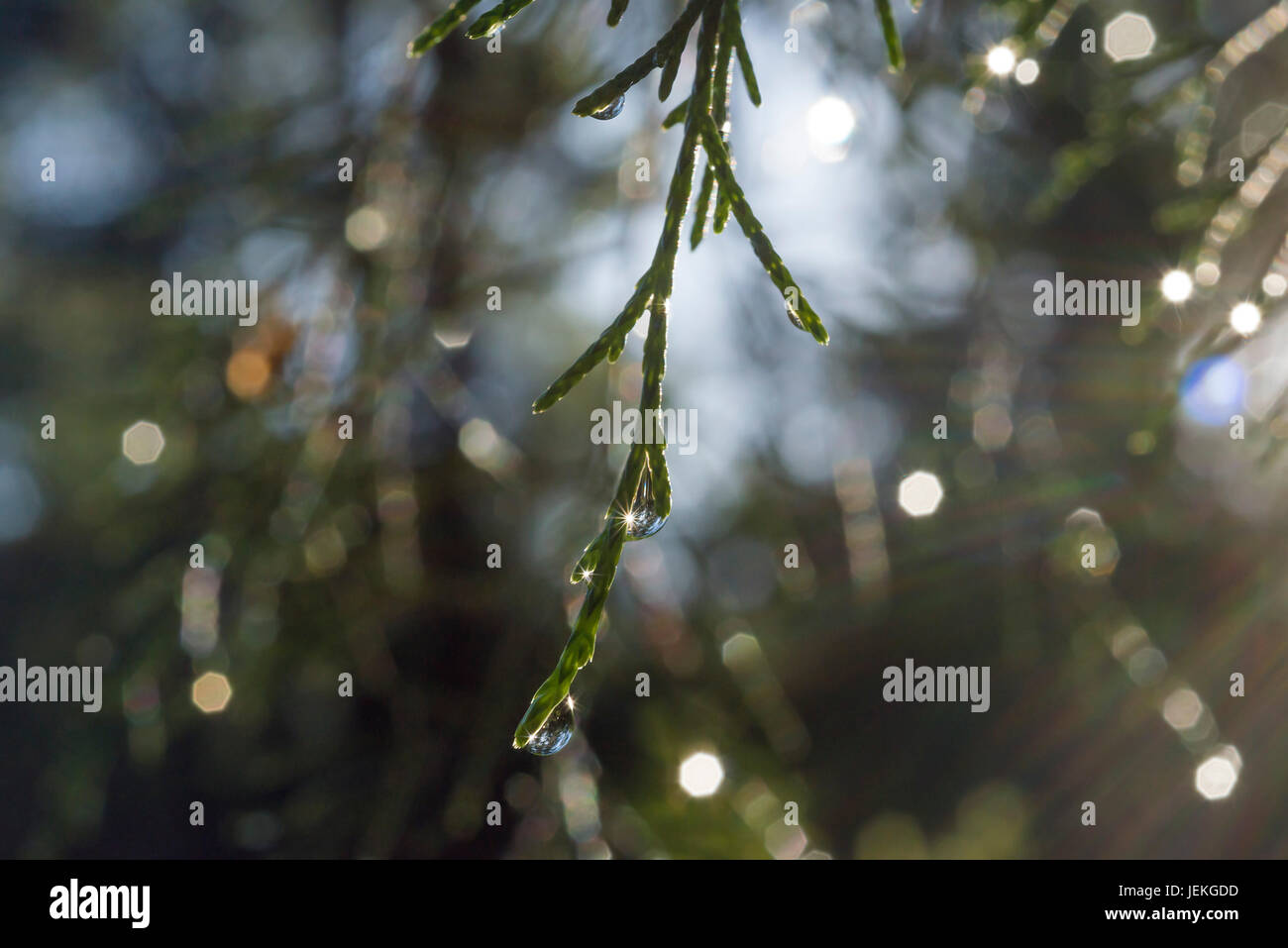Rain Drops on a cedar tree backlit by late afternoon sun Stock Photo ...
