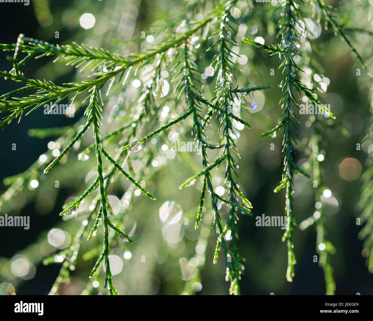 Tree Drop Rain Pune Weather : Heavy Rains Lash Pune, Trees Fall At 12