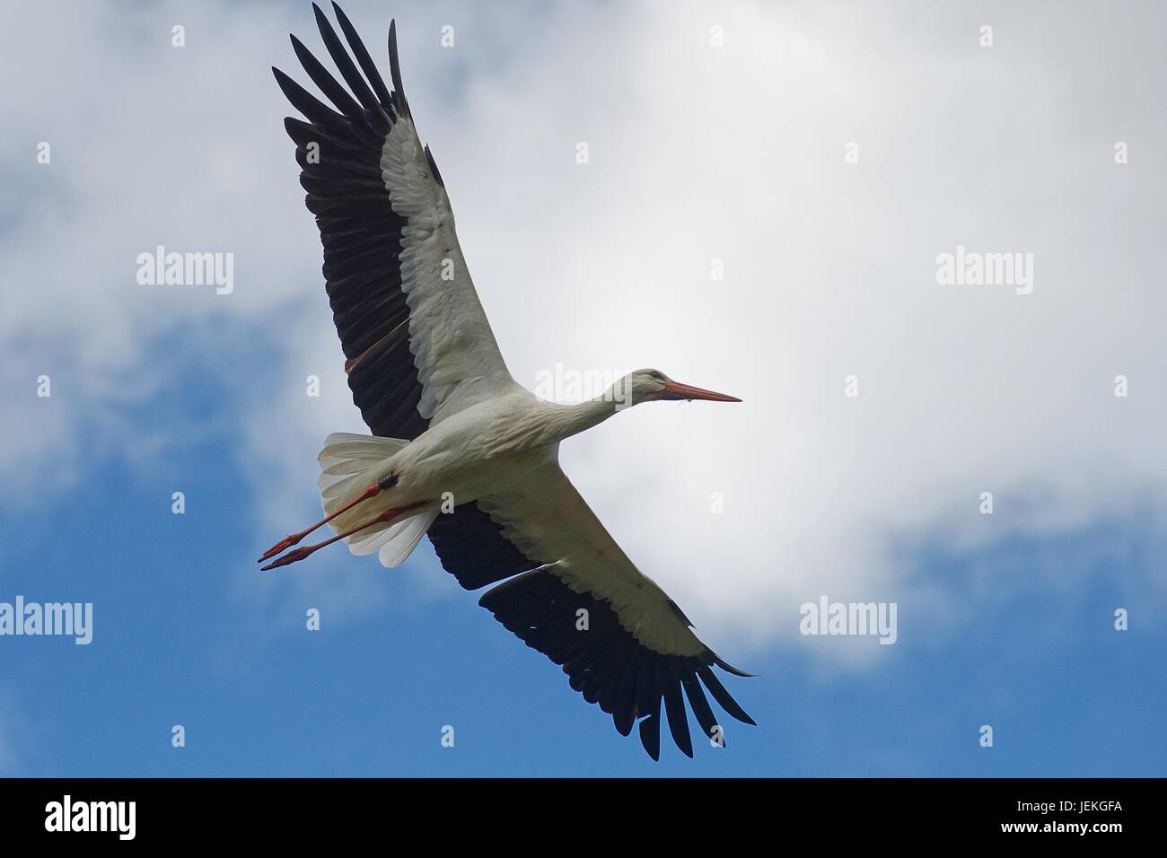 Stork flying hi-res stock photography and images - Alamy