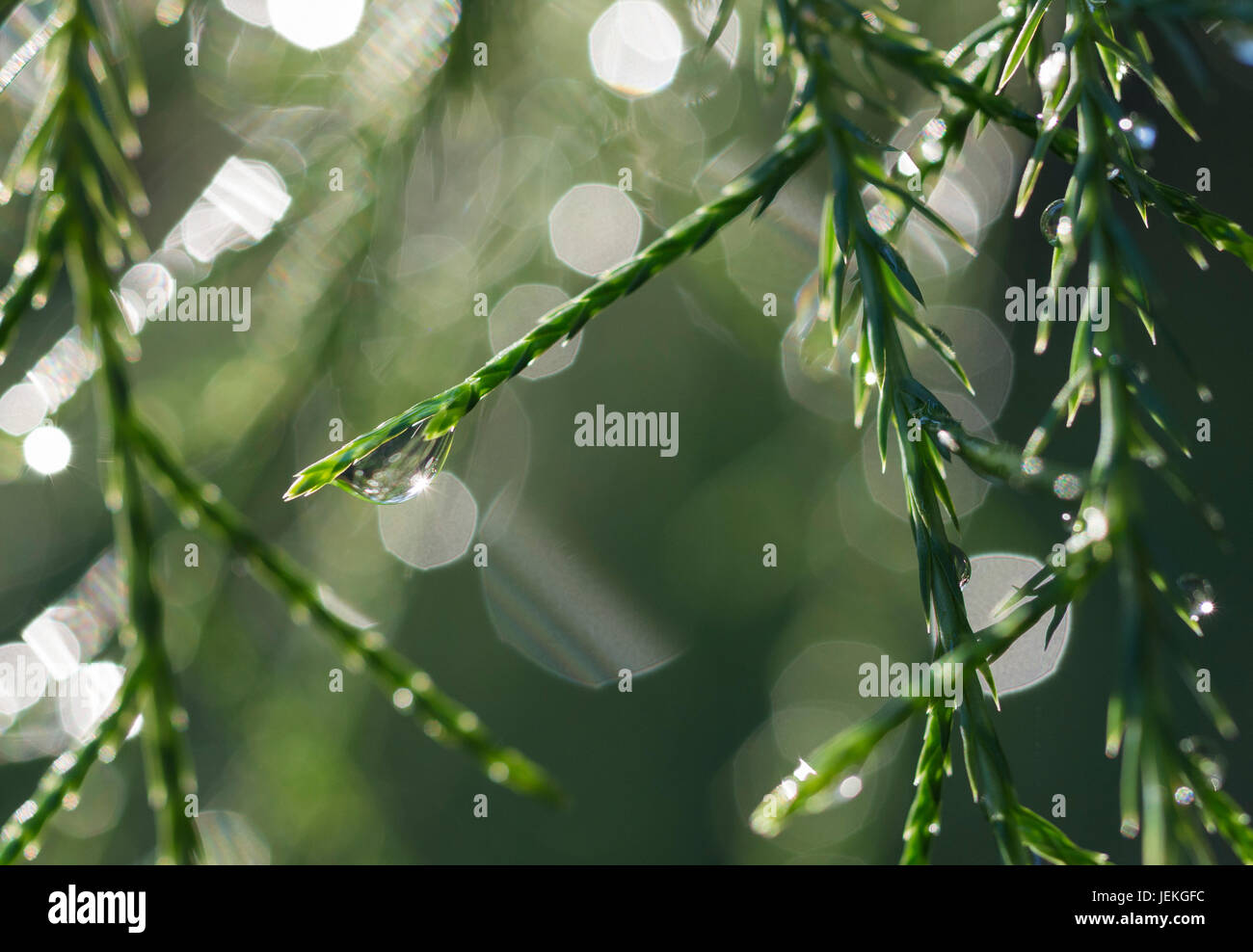 Rain Drops on a cedar tree backlit by late afternoon sun Stock Photo ...