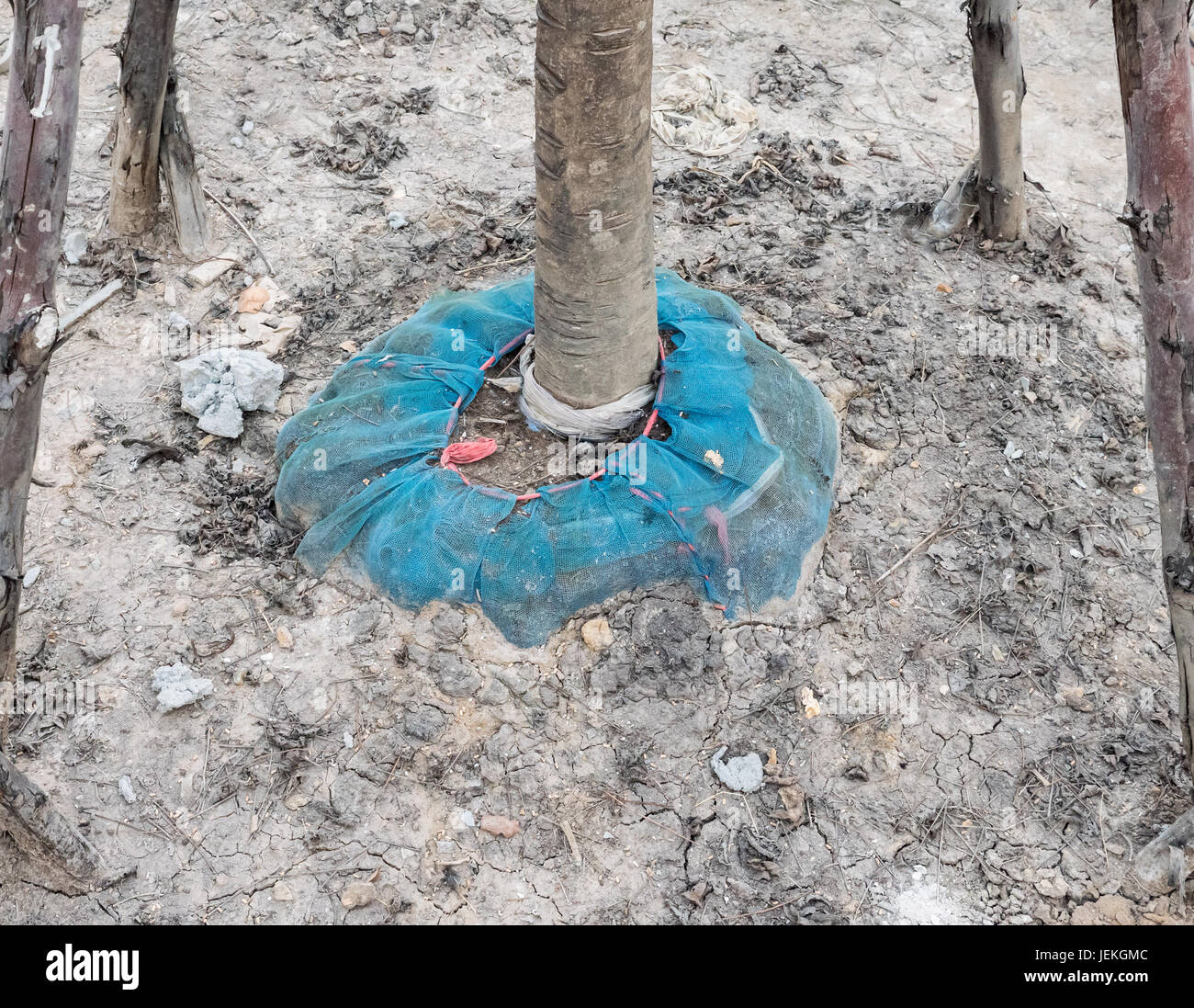 Large tree with the blue net for cover the root for protection between ...