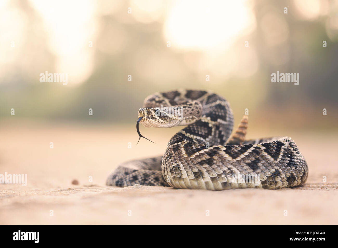 Eastern Diamondback Rattlesnake (Crotalus adamanteus), Florida, United ...