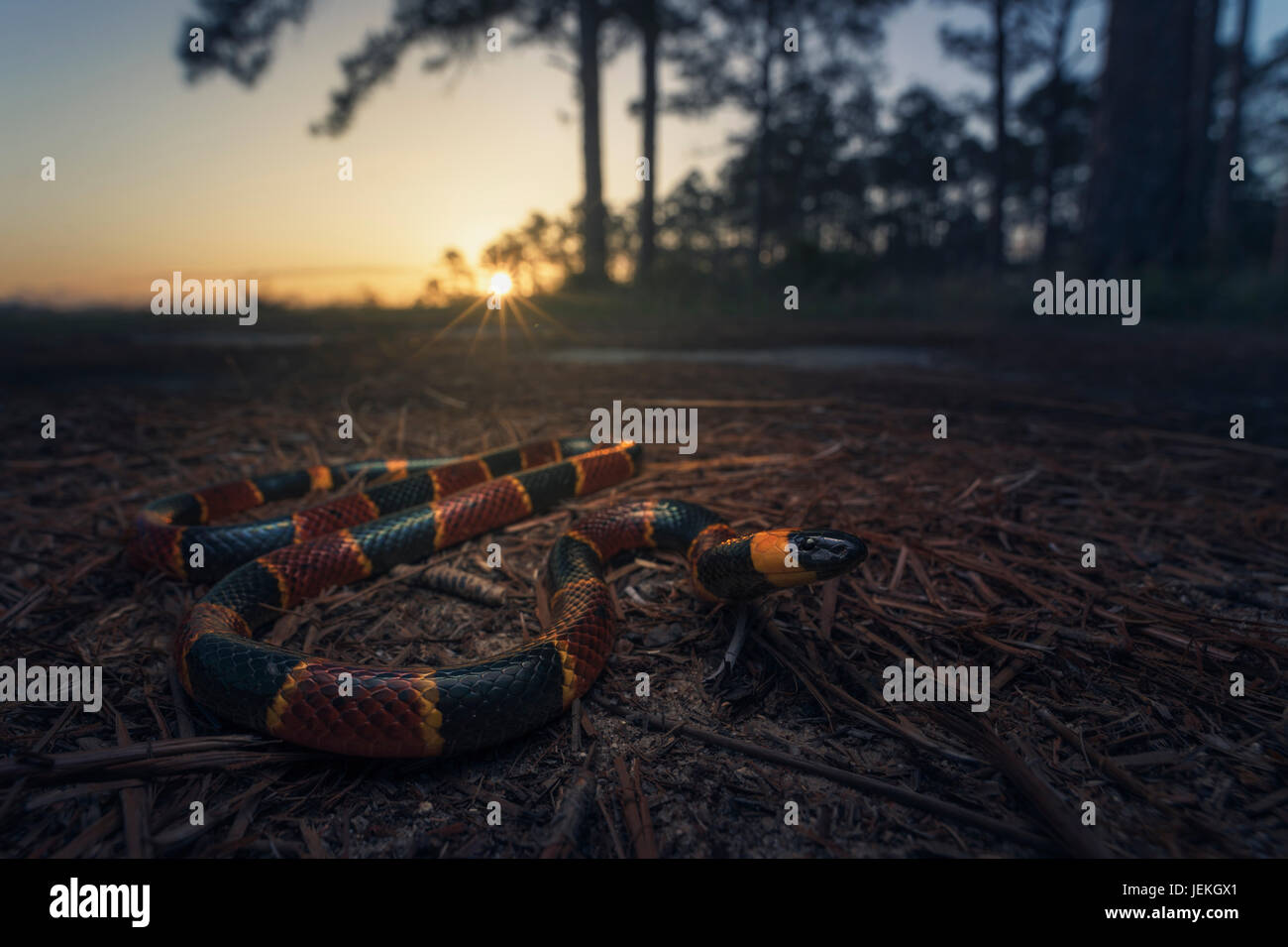 Coral snake hi-res stock photography and images - Alamy