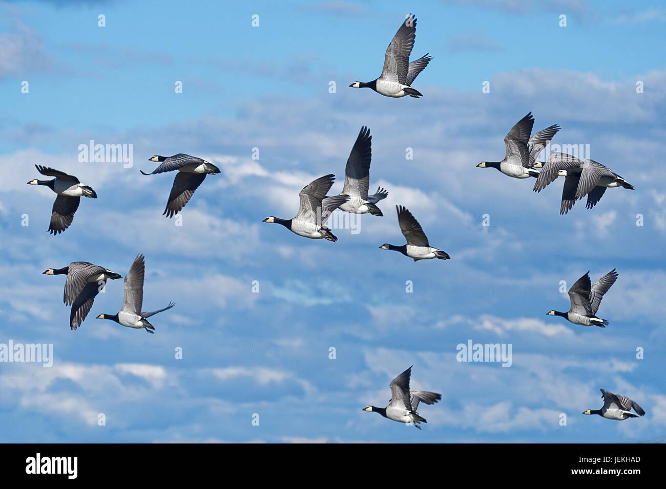 Flock of geese flying in sky Stock Photo - Alamy