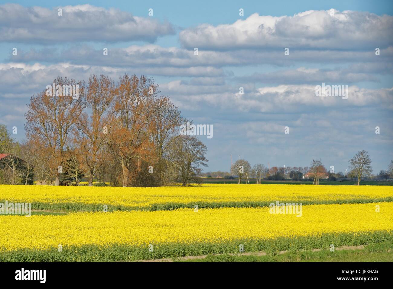Rapeseed field germany hi-res stock photography and images - Alamy