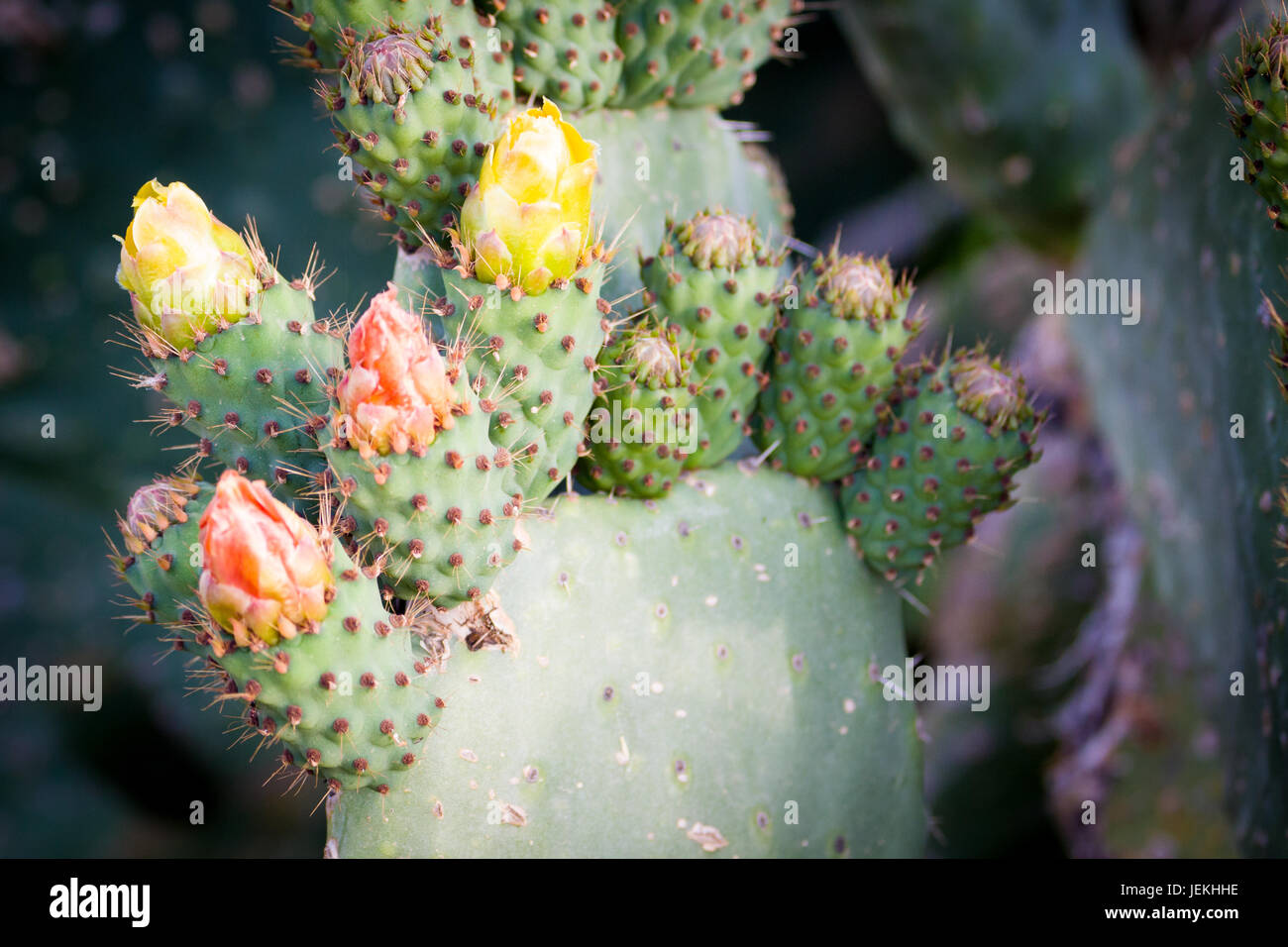 Bud of cactus flower in nature. Opuntia ficus indica Stock Photo - Alamy