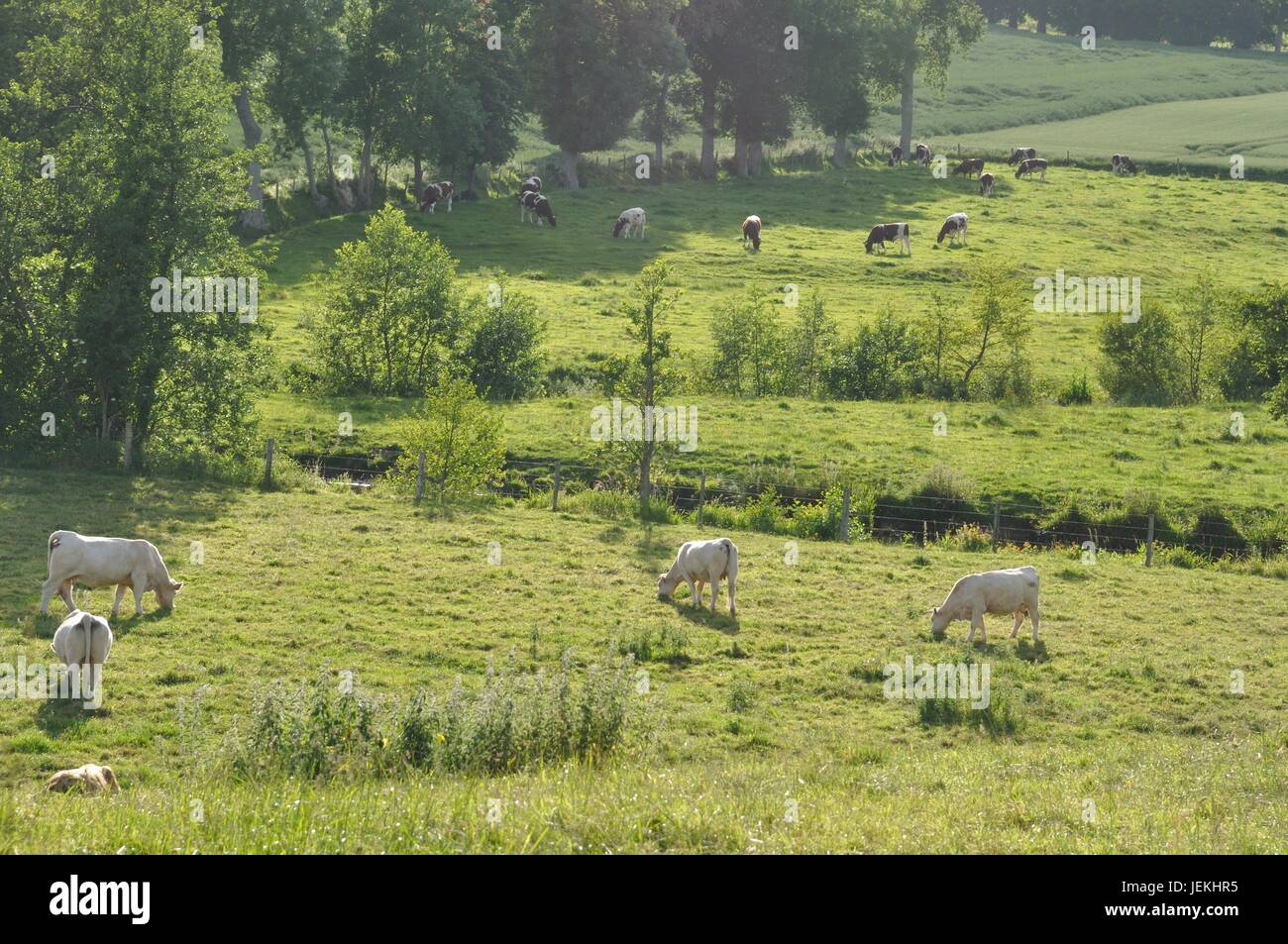 Norman Cow High Resolution Stock Photography and Images - Alamy